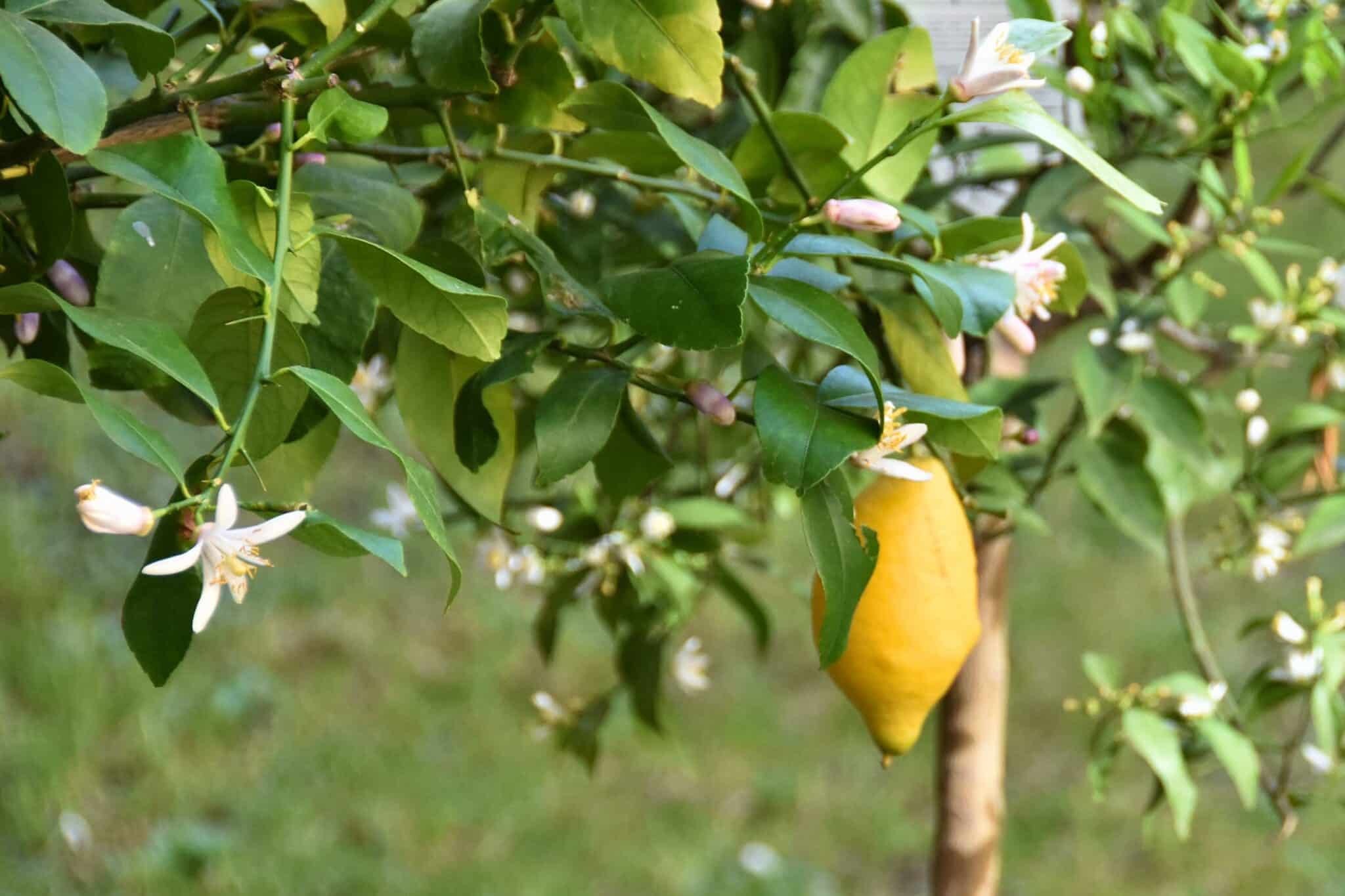 Pietrasanta profuma di limoni e cedri: torna “L'Agrumeta”, il viaggio ...